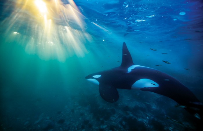 Generazione X 2.0 | Undrowned. Lezioni di femminismo Nero dai mammiferi ...